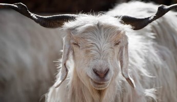 WoolOvers Discount Codes | £20 Off in June 2024